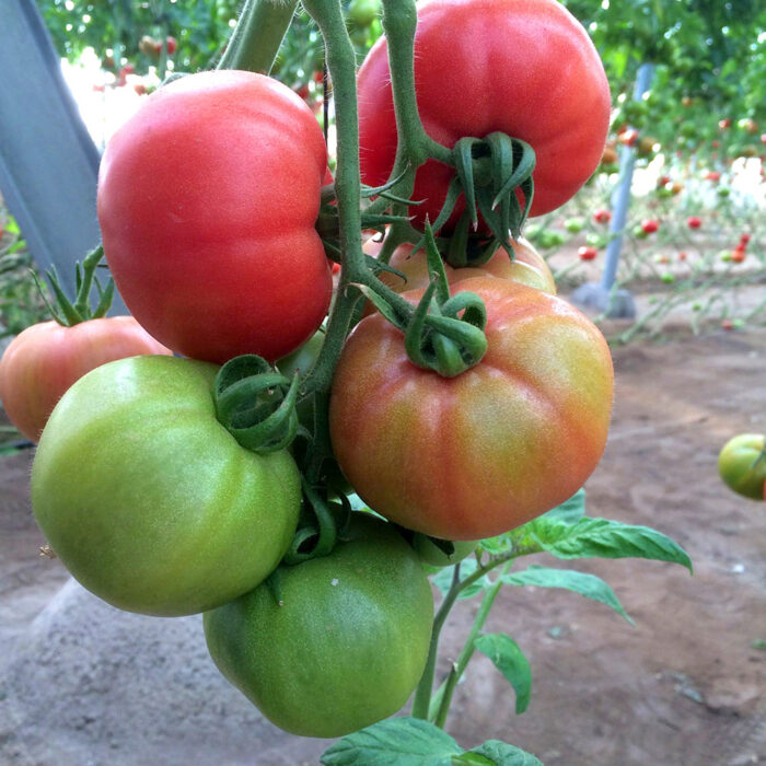 Tomatoes - Argenta Seeds